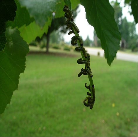 Dusky Birch Sawfly - Schneider Tree Care