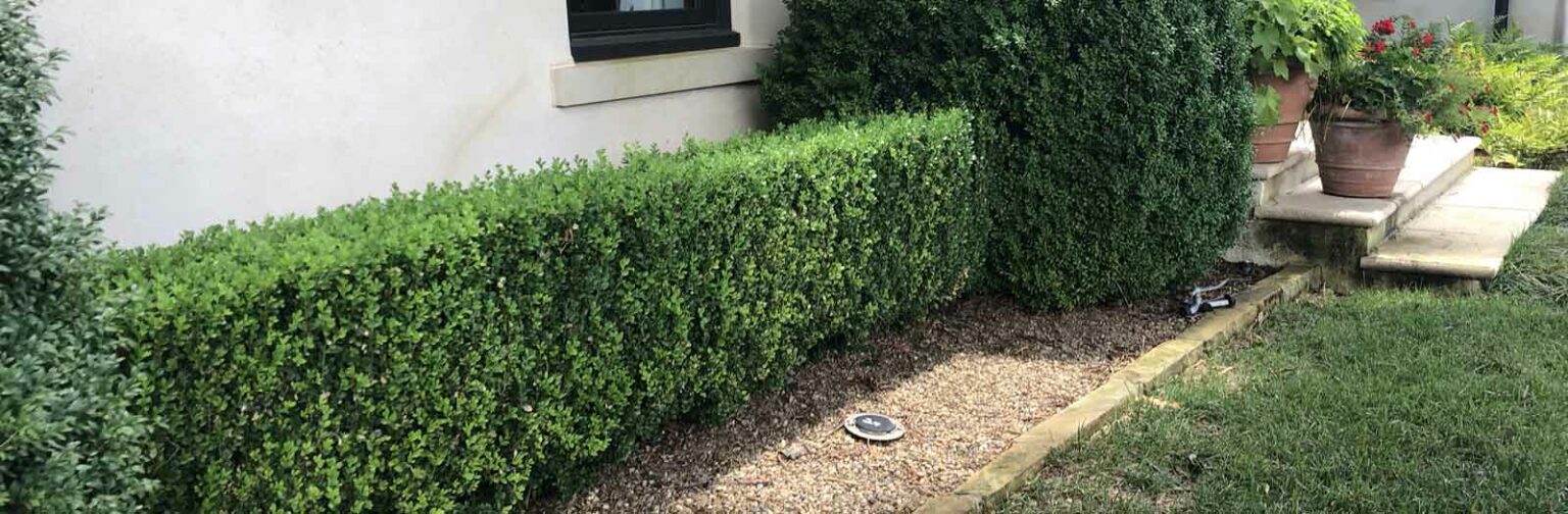 Boxwood Disease South Carolina|Boxwood Disease North Carolina
