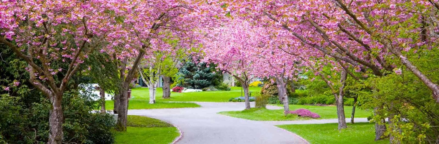 Companion Planting in SC|Tree Care Tips in NC|Schneider Tree Care