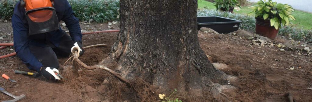 Root Collar Excavation NC|Tree Root Excavation SC|Schneider Tree Care