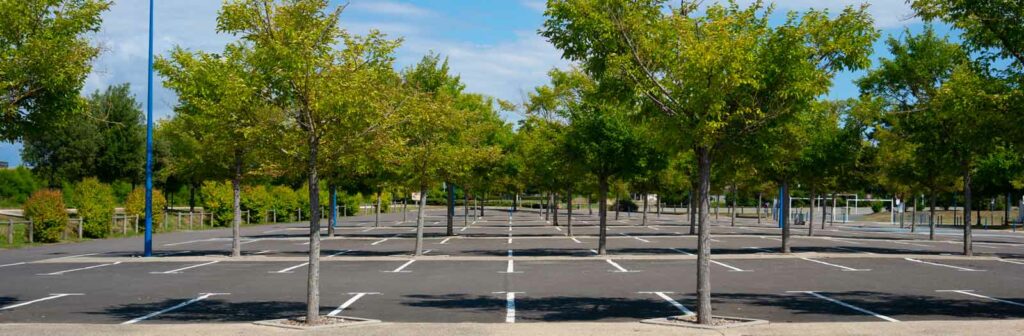 Trees For Parking Lot Medains in Carolinas|Schneider Tree Care