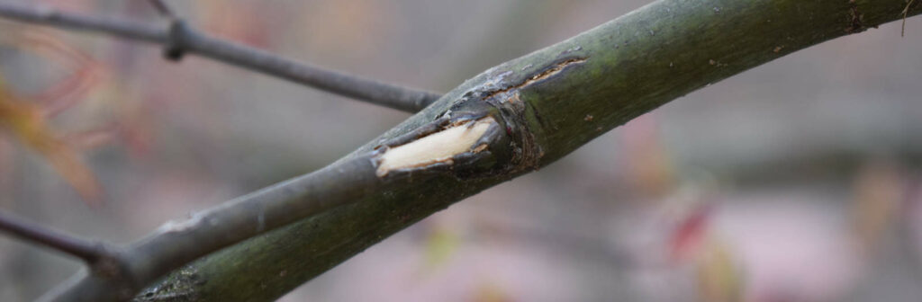 Tree Frost Damage Treatment NC|Tree Damage Control SC|Schneider Tree