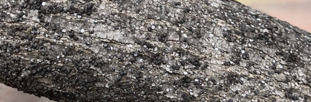 Japanese Maple Scale Control SC|Scale Insect Control NC|Schneider Tree