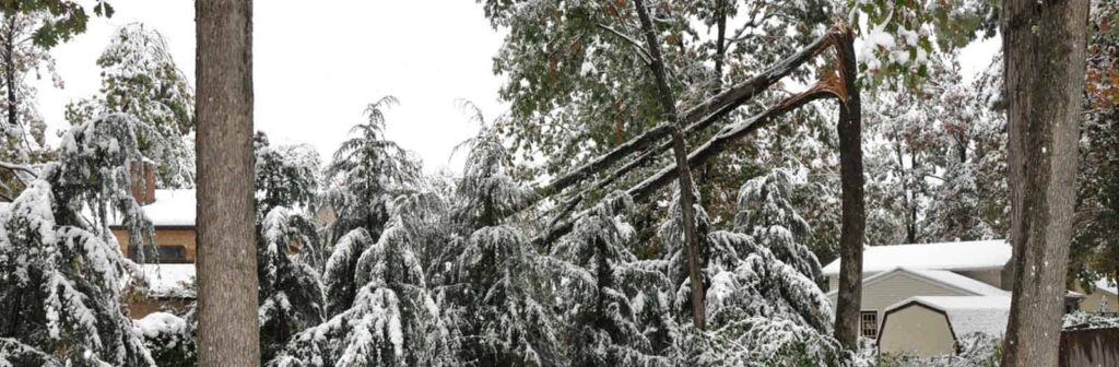 Tree Snow Damage NC|Tree Snow Damage Treatment SC|Schneider Tree Care