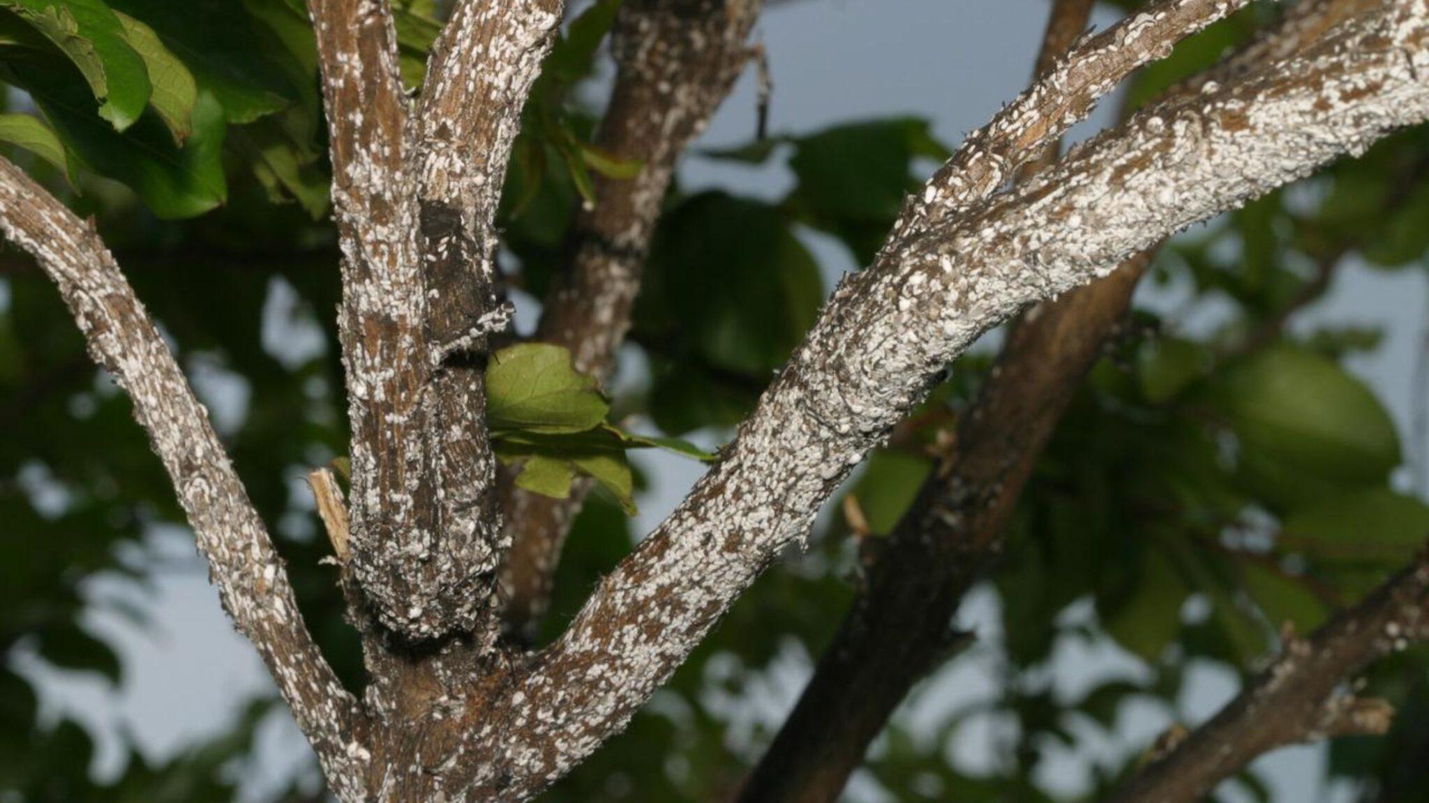 Bark Scale Beware: Tackling the CMBS Threat Across the Southeast ...