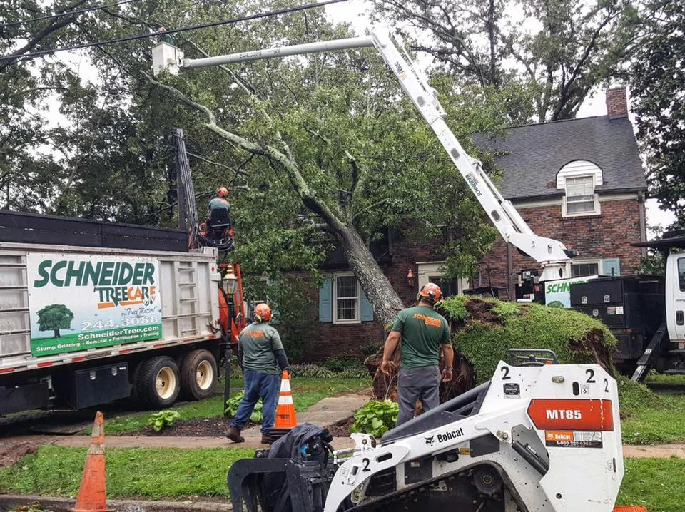 Tree Service in Charlotte, NC | Emergency Service & Removal