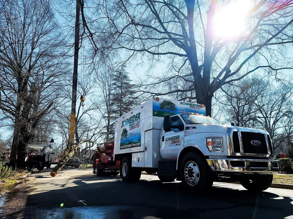 Tree Service in Greenville & Charlotte | Removal & More