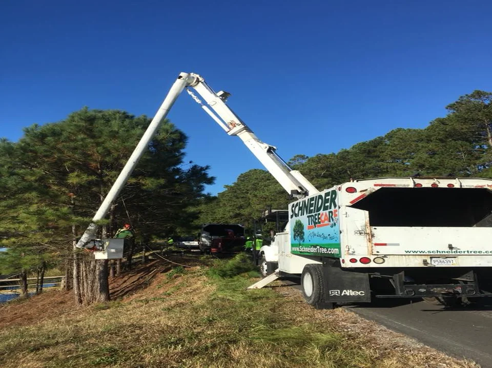 Tree Service In Huntersville Nc Tree Inventory Trimming