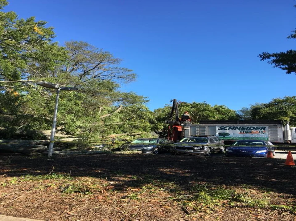Tree Service in Matthews, NC | Emergency Service & Removal