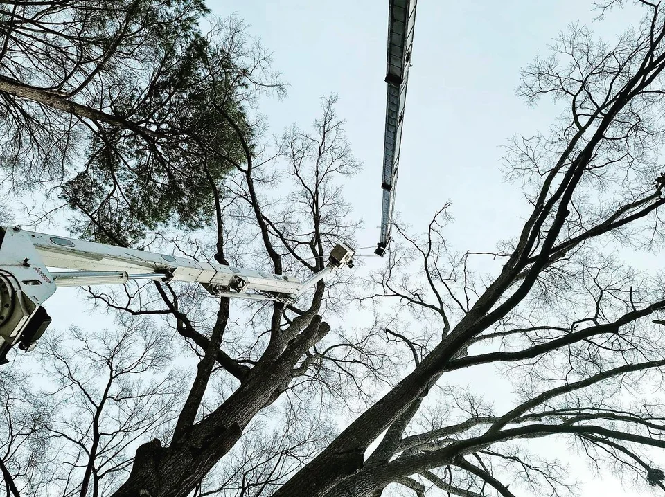 Tree Service in Taylors, SC | Emergency Service & Removal