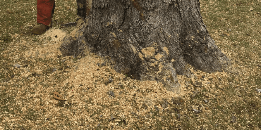 Do Tree Roots Grow Back If You Cut Them - What to Know