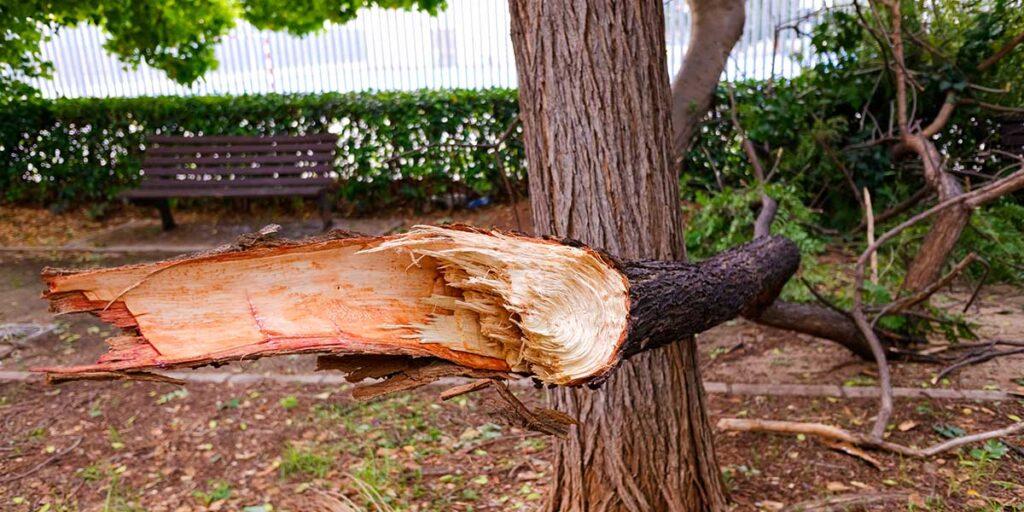 Understanding Why Tree Branches Fall Off and How to Prevent It
